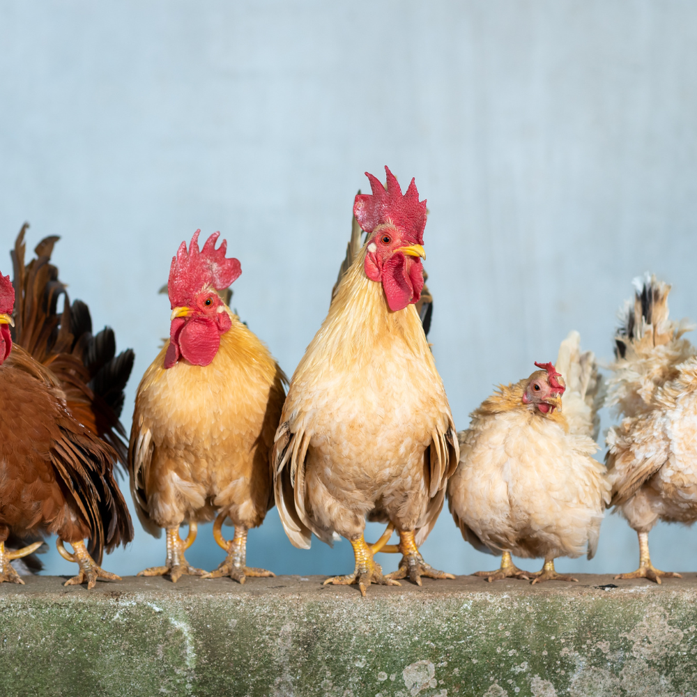 Prevention and Antiviral Treatment of Bird Flu Viruses in People – BV ...